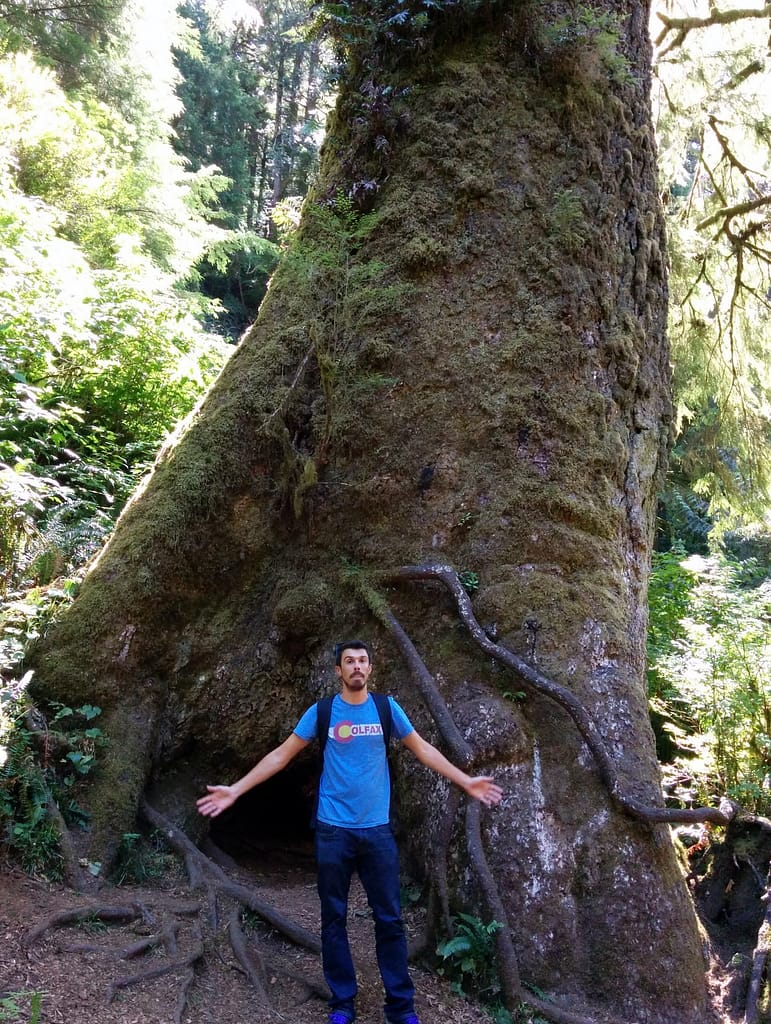 Giant Spruce Tree, Cape Perpetua, Oregon - Brian Eckert Brian Eckert